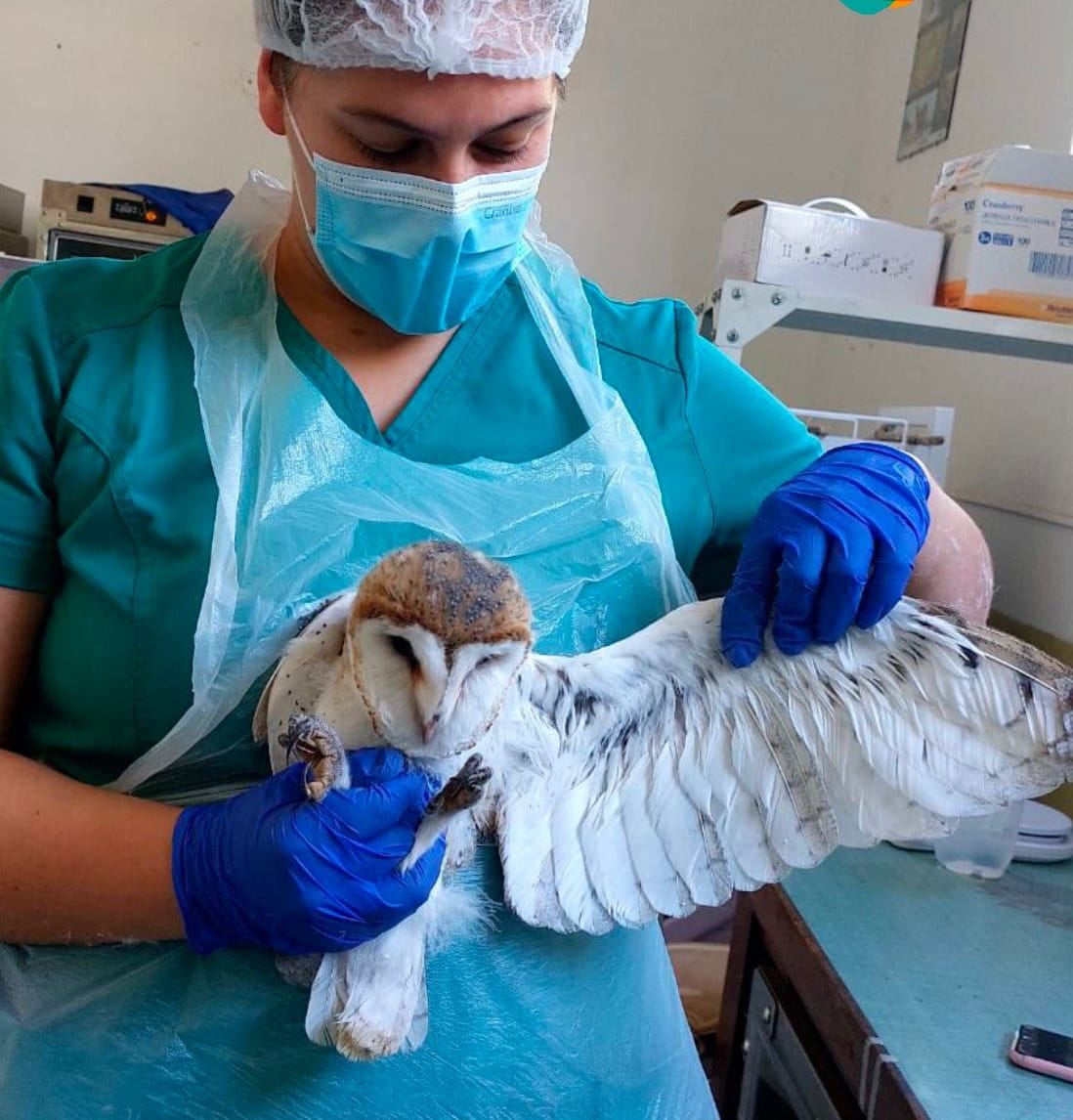 SAG liberó a animales rehabilitados por Centro de Fauna Silvestre UdeC ...